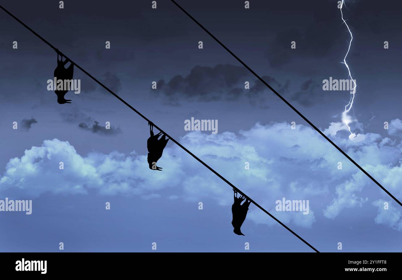 Three birds hang dead from power lines following a lightning storm in a ...