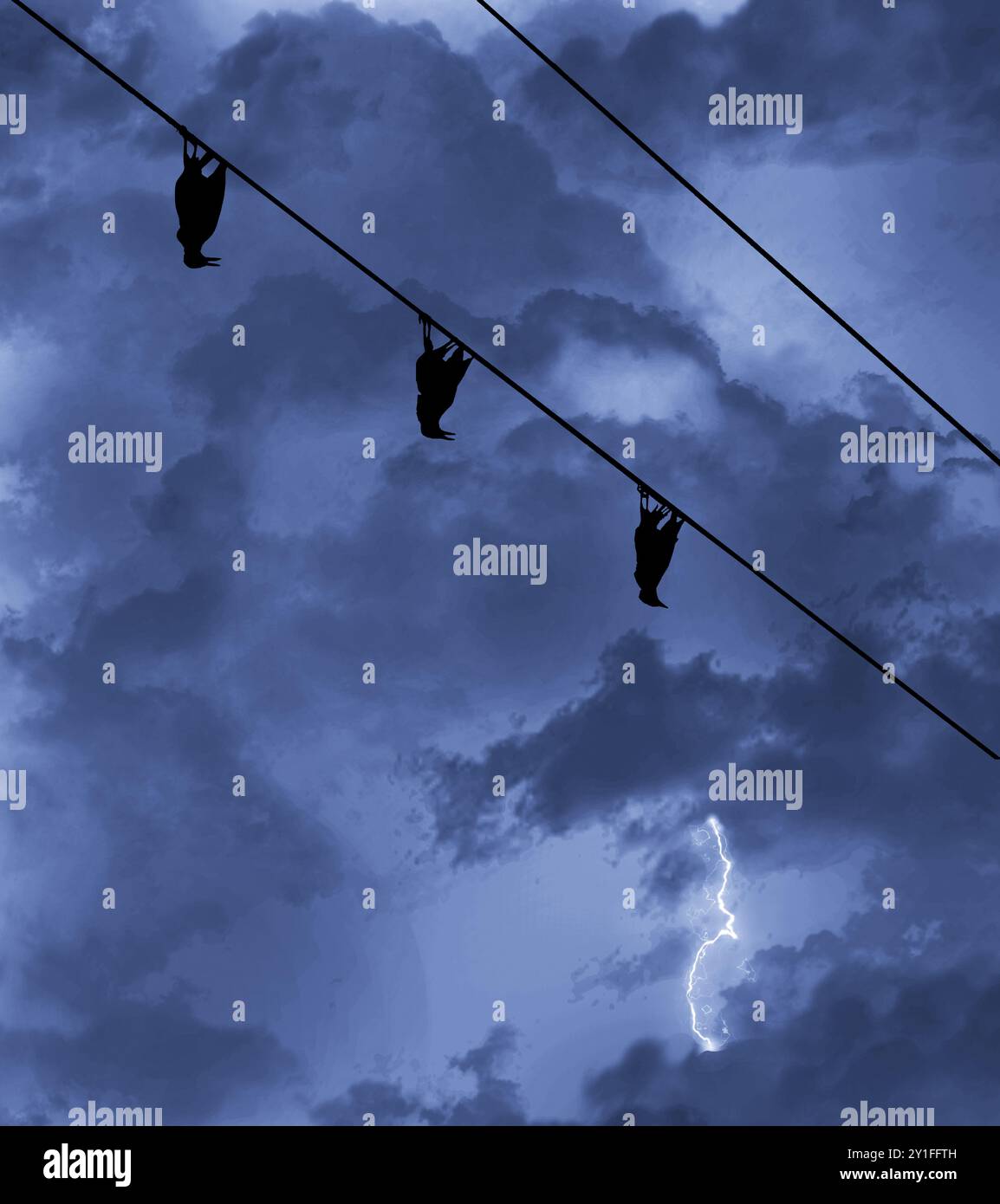 Three birds hang dead from power lines following a lightning storm in a ...