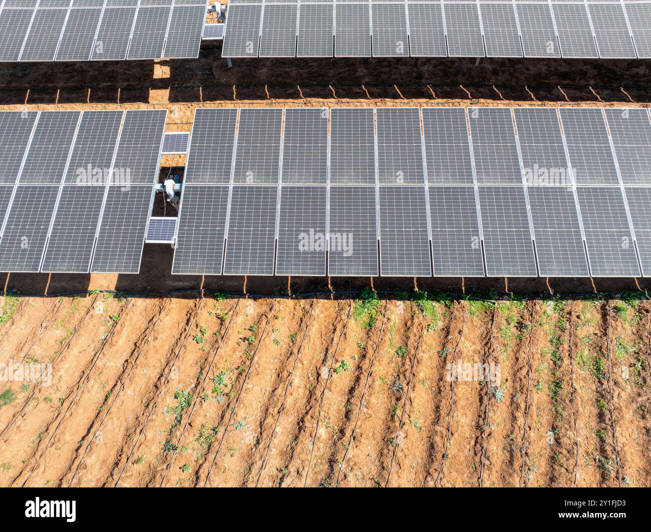 solar panels in agriculture, cabbage crop vegetables , water system ...