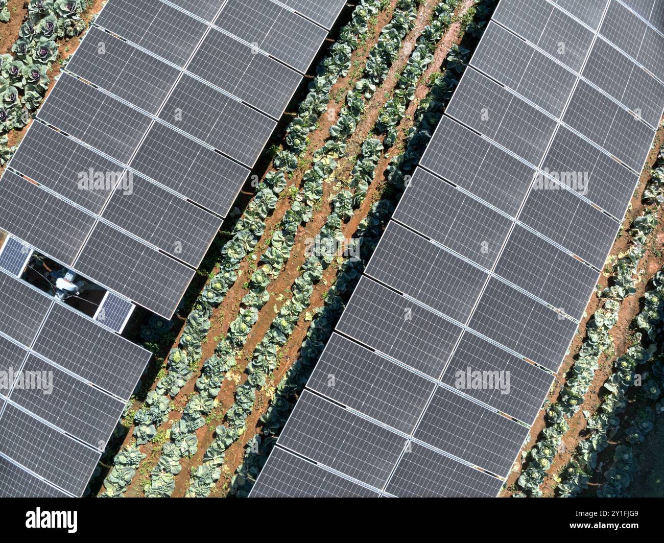 solar panels in agriculture, cabbage crop vegetables , water system ...