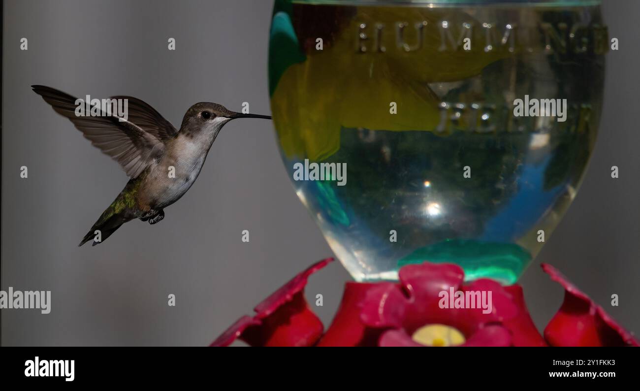 Hummingbird at feeder Stock Photo - Alamy