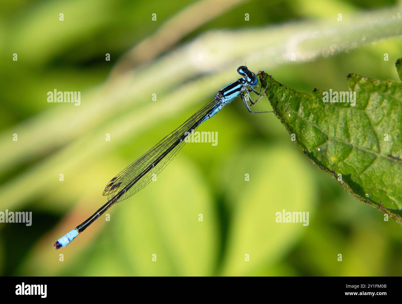 Blue bug rhode island hi-res stock photography and images - Alamy