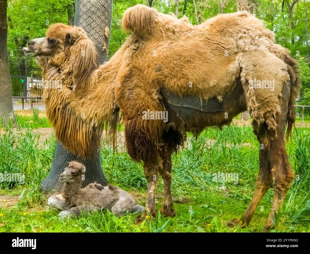 Bactrian camel mother with her baby, its scientific name is Camelus ...