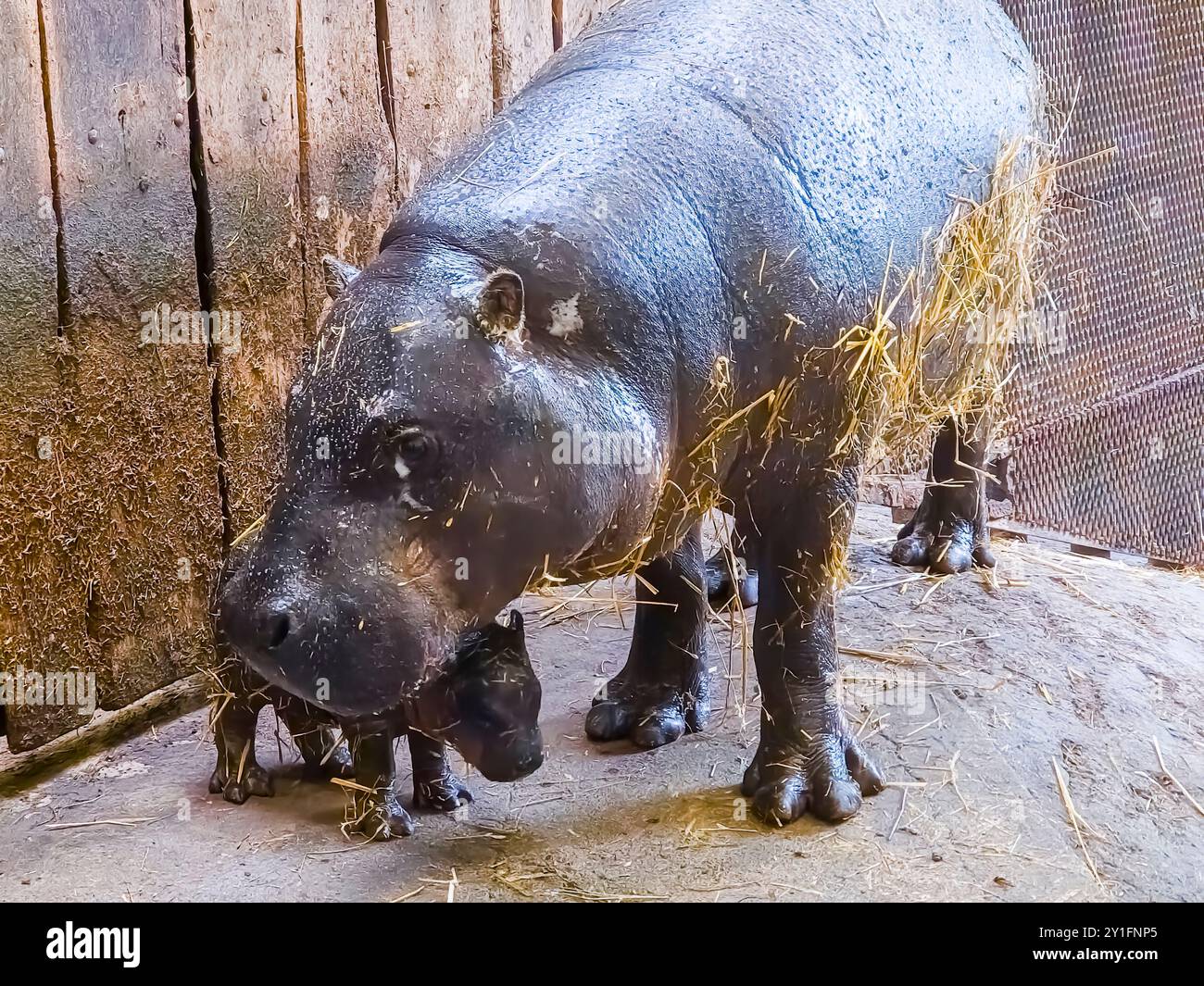 Baby pygmy hippopotamus, its scientific name is Choeropsis liberiensis ...