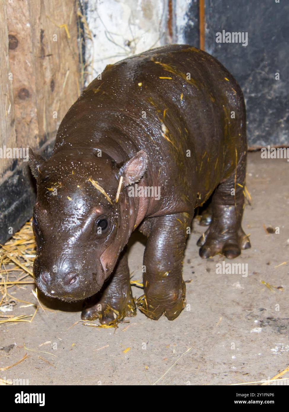 Baby pygmy hippopotamus, its scientific name is Choeropsis liberiensis ...