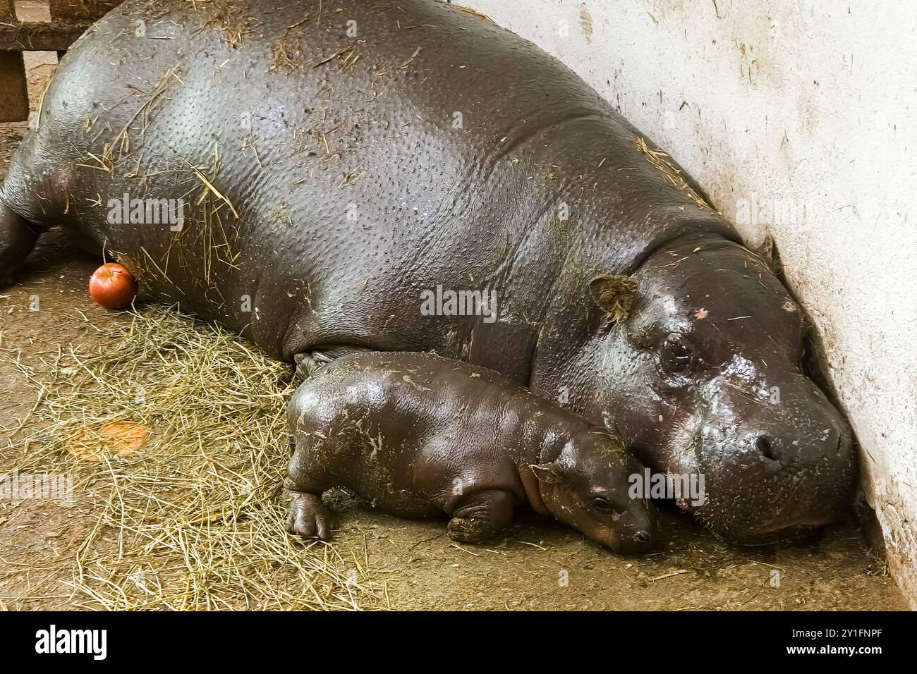 Baby pygmy hippopotamus, its scientific name is Choeropsis liberiensis ...
