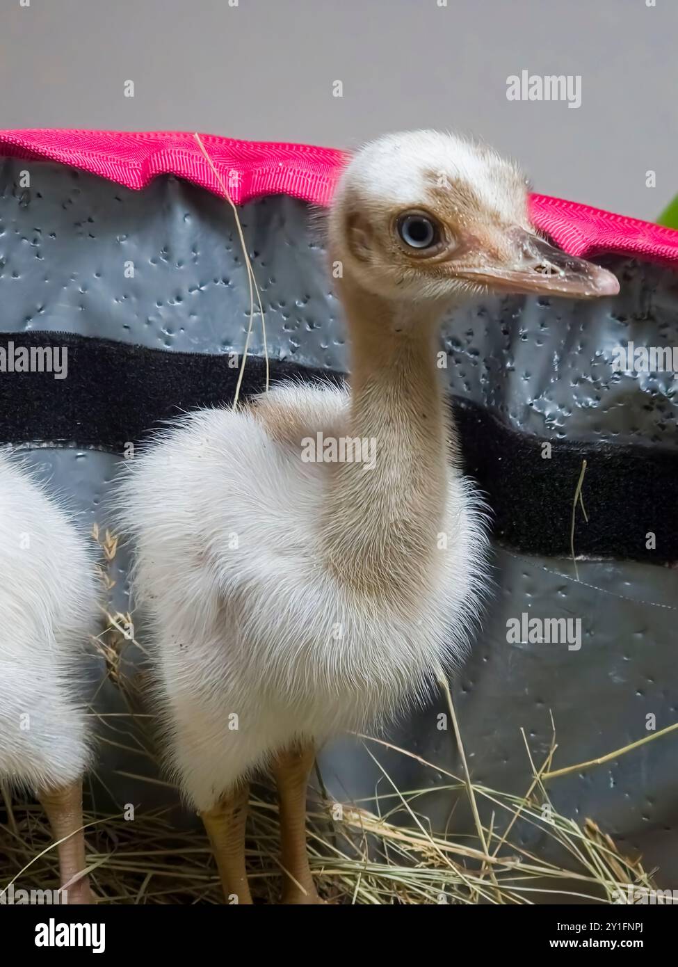Young albino greater rhea, its scientific name is Rhea americana Stock ...
