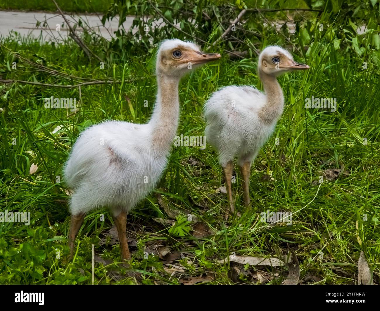 Greater rhea albino chicks, their scientific name is Rhea americana ...