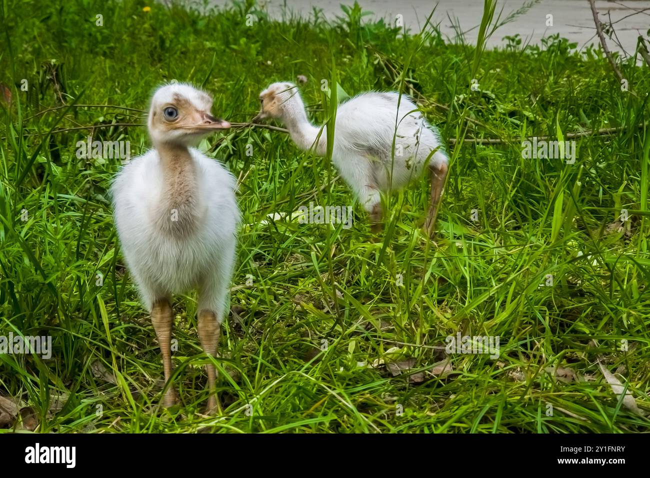 Greater rhea albino chicks, their scientific name is Rhea americana ...