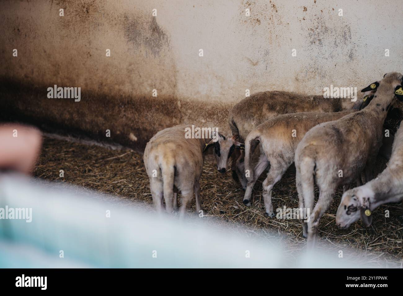 Sheep huddled together in a barn on a cozy farm Stock Photo - Alamy