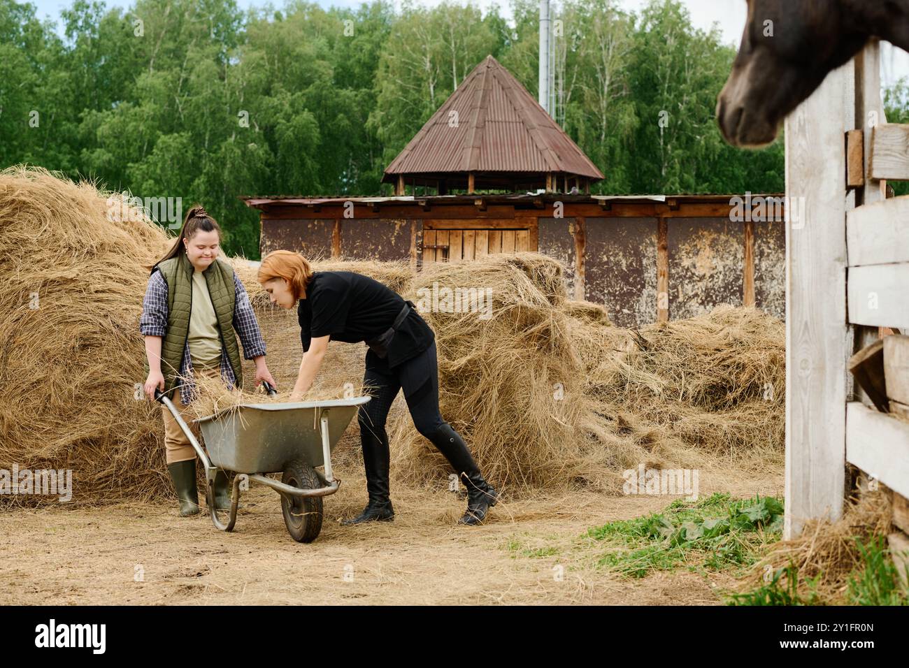 Two people loading hay into a wheelbarrow in a rustic farm setting with ...