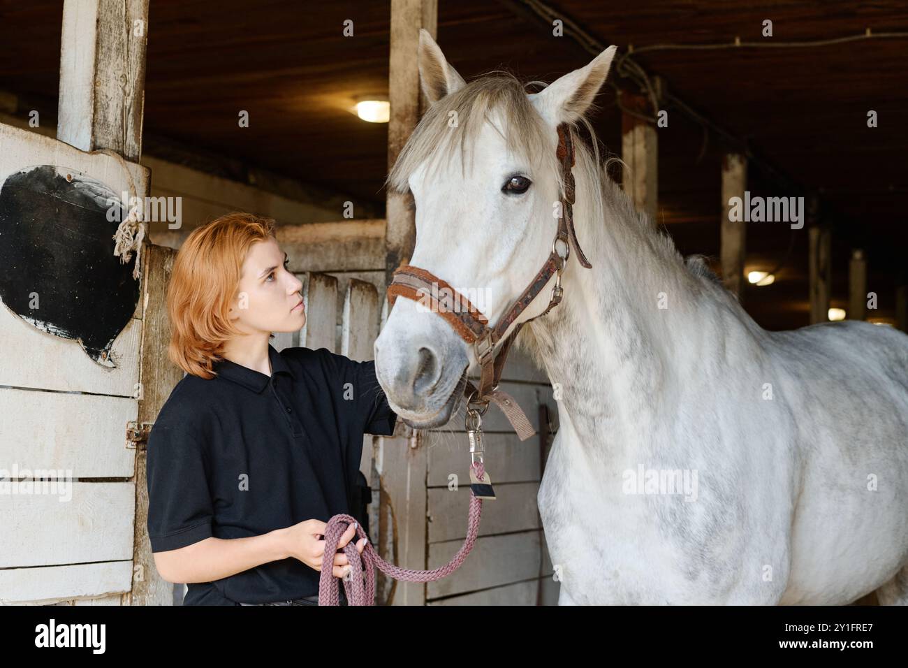 Person holding rope while standing next to horse in stable. Scene ...