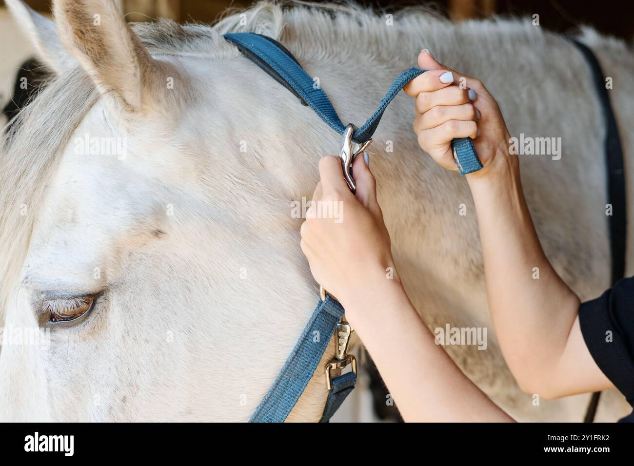Hand fastening bridle onto calm white horse with gentle care, close-up ...
