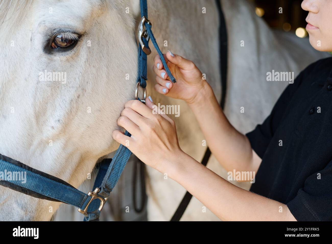 Close-up of person adjusting halter on a white horse inside stable. The ...