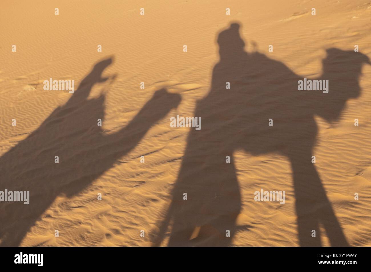 Camel shadow on the sand dune in Sahara Desert, Merzouga, Morocco ...