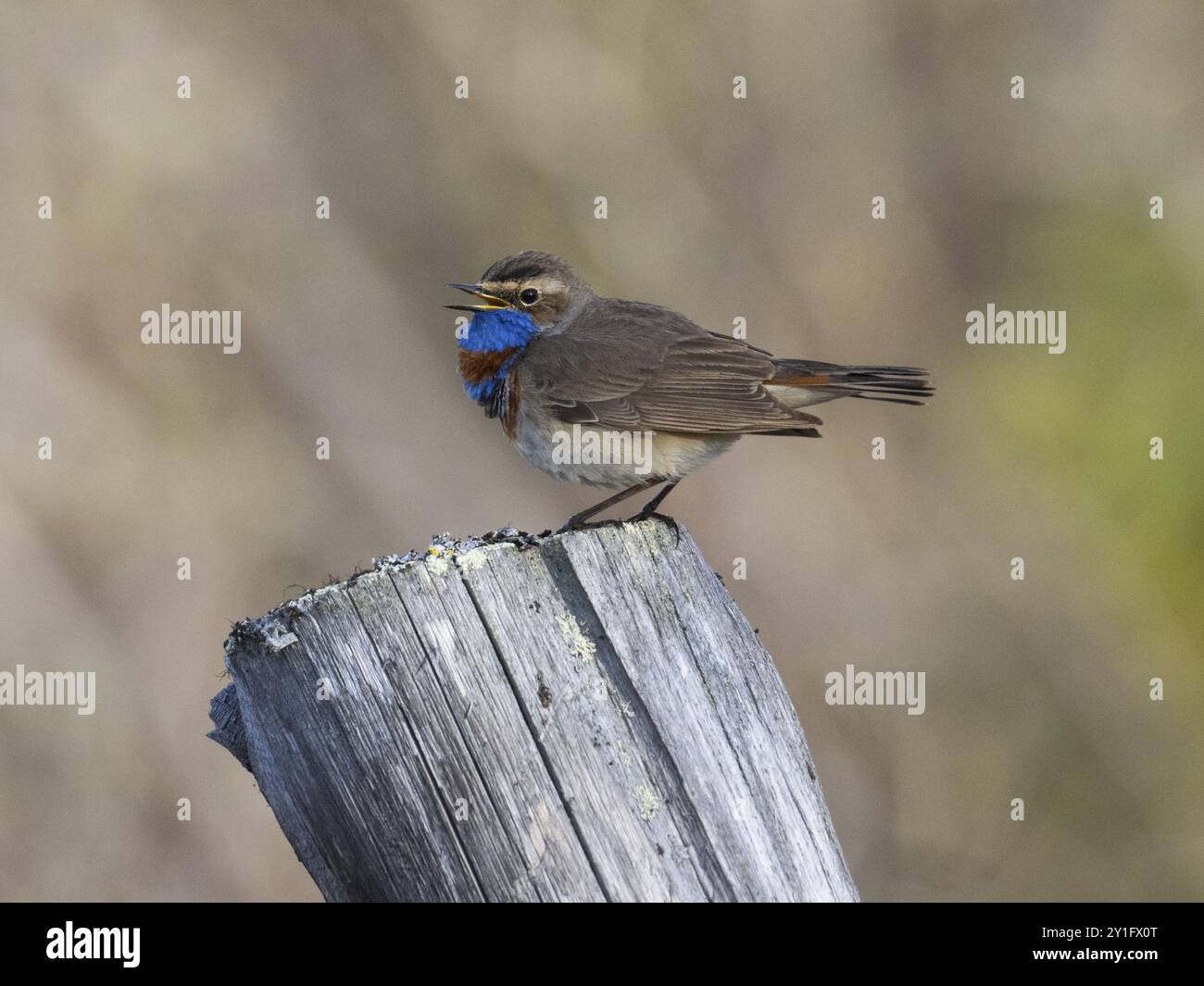 Red-spotted Bluethroat (Luscinia svecica svecica) male perched on a ...