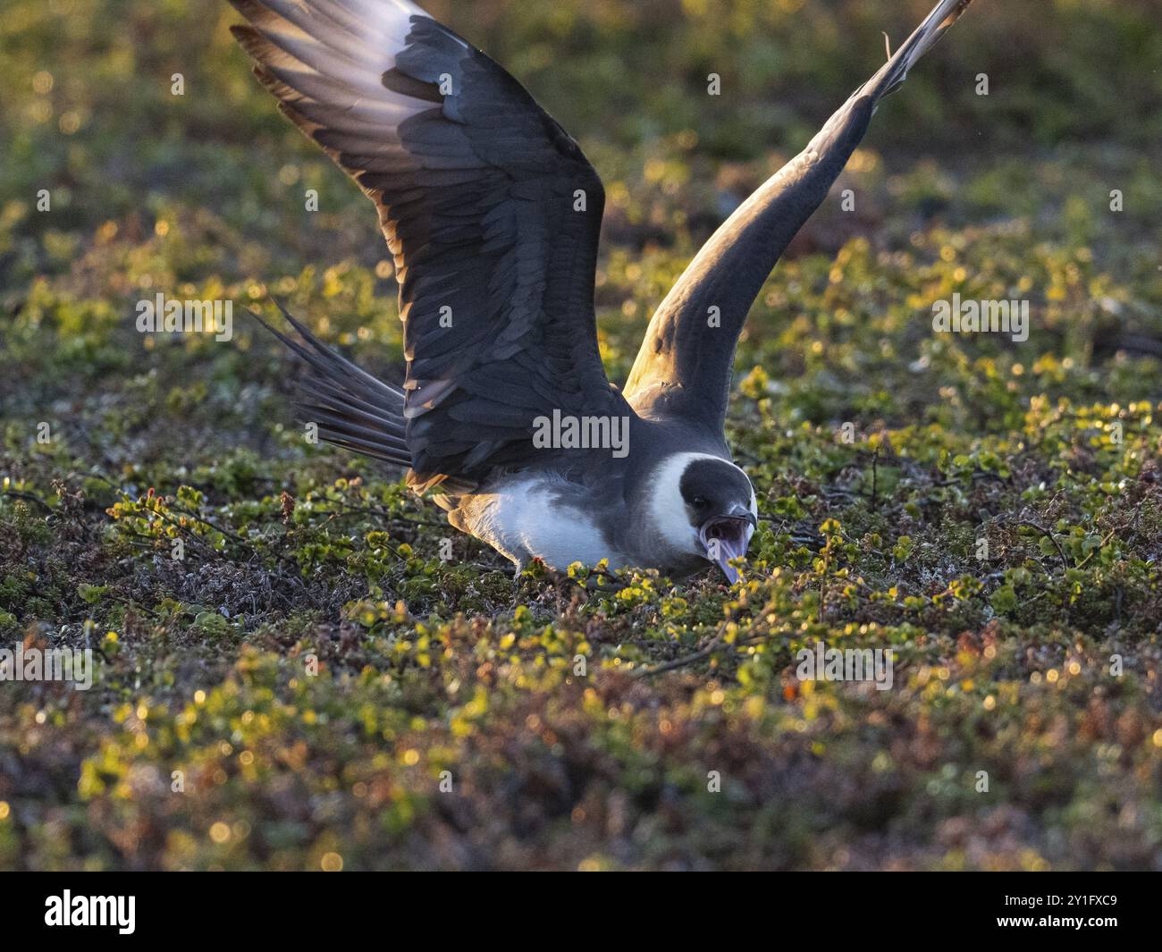 Arctic Skua (Stercorarius parasiticus), adult breeding bird feigning ...