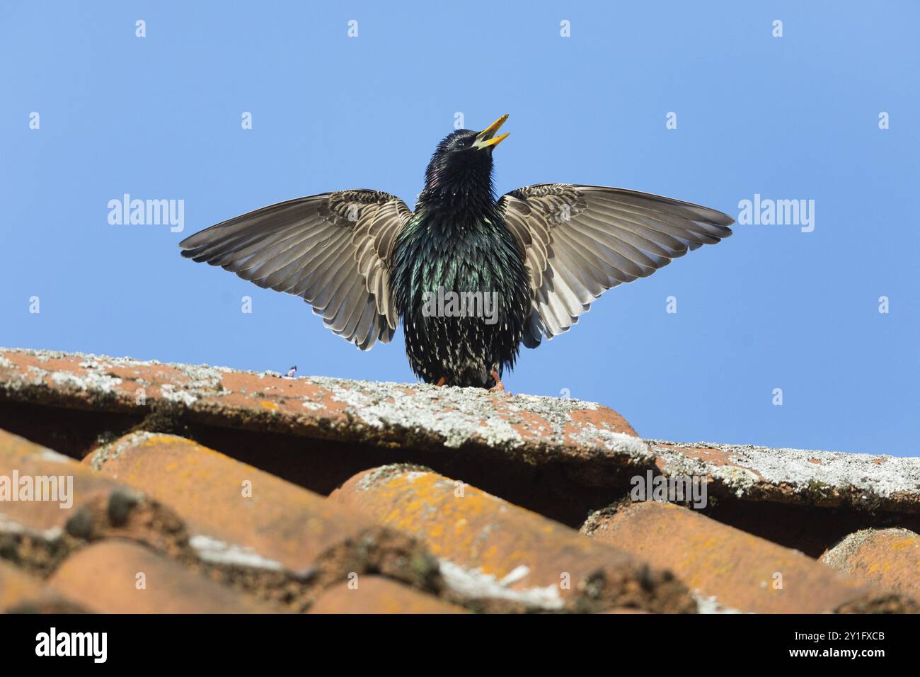 Common Starling (Sturnus vulgaris) adult male, in breeding plumage ...