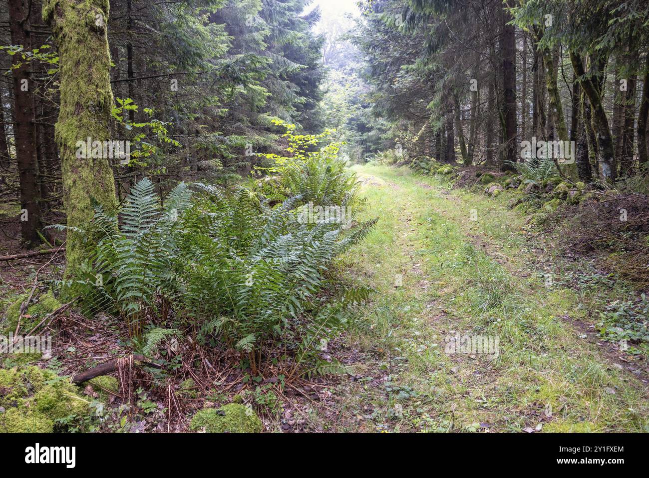 Forest path in a spruce forest with green fern leaves Stock Photo - Alamy