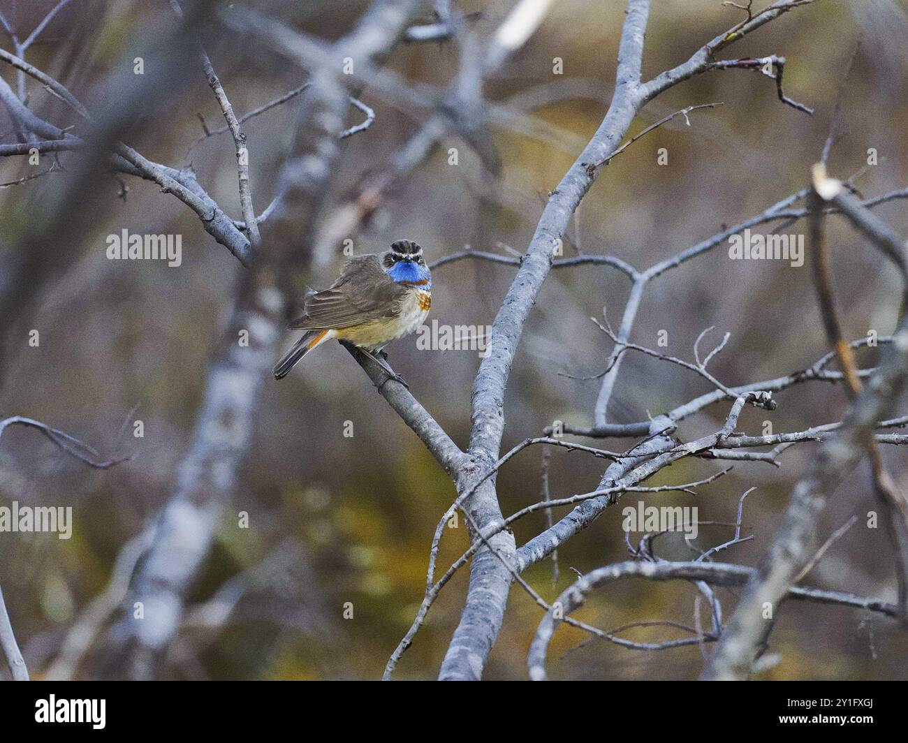 Red-spotted bluethroat (Luscinia svecica svecica) perched on branch ...