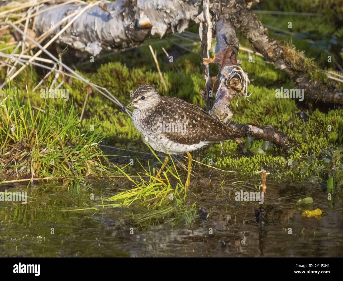 Wood Sandpiper (Tringa glareola), resting at the edge of a marsh, June ...