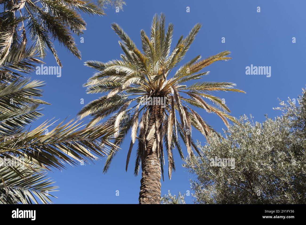 Date palms in an oasis along the road through the Atlas Mountains in ...
