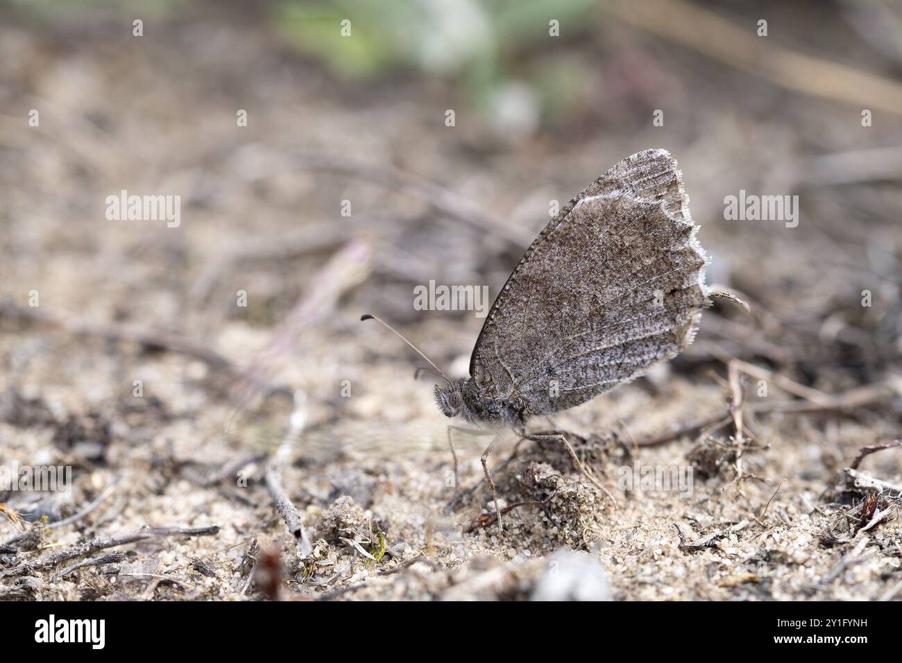 Tree grayling (Hipparchia statilinus), on sandy soil in open country ...