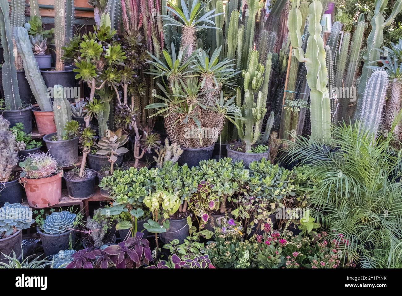 Different types of cacti and other plants for sale in a souk in the ...