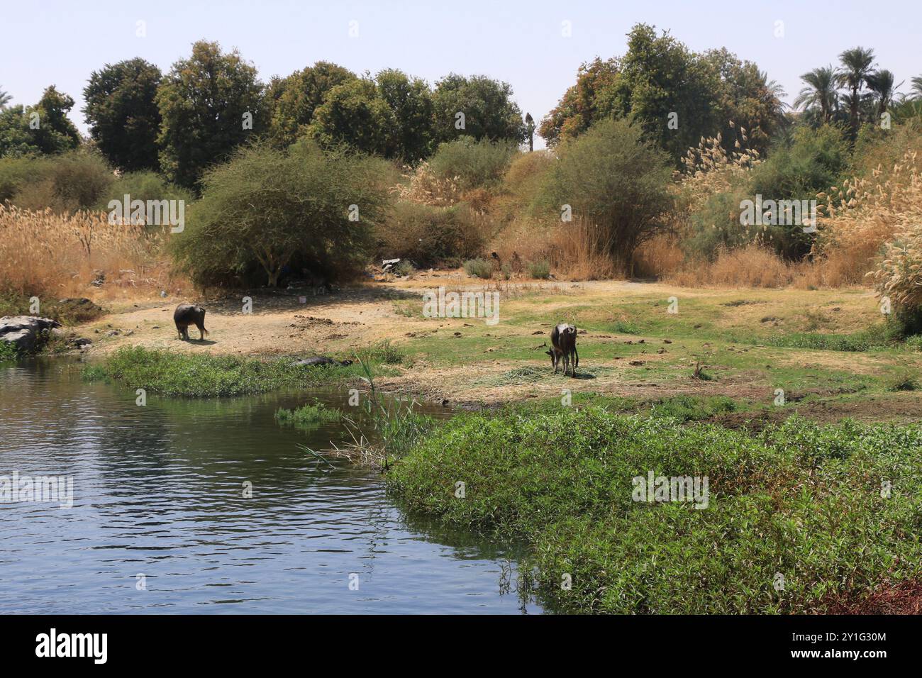 Wildlife photography egypt hi-res stock photography and images - Alamy