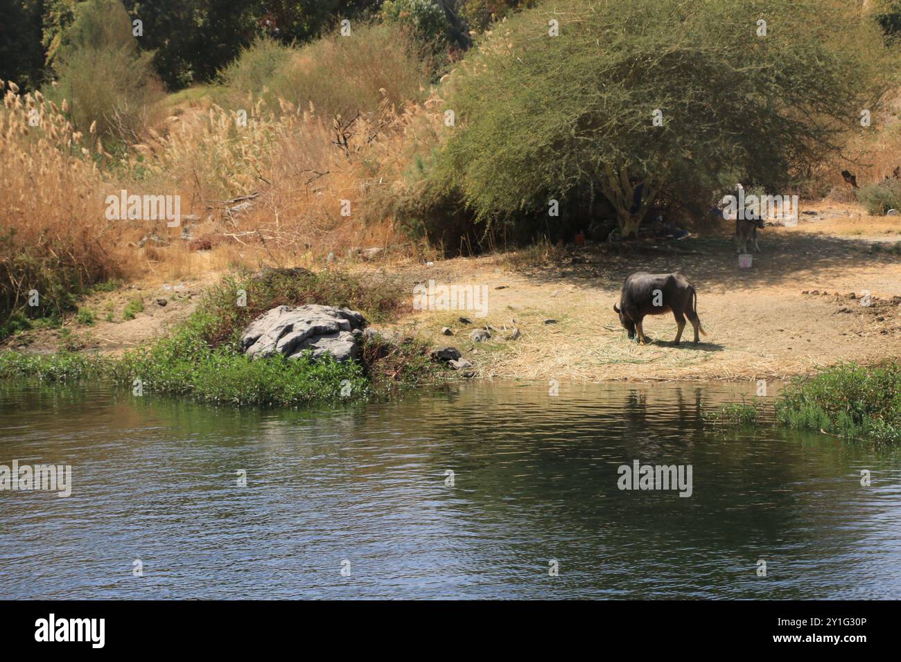 Nature in the Nile in Aswan - Egypt Stock Photo - Alamy