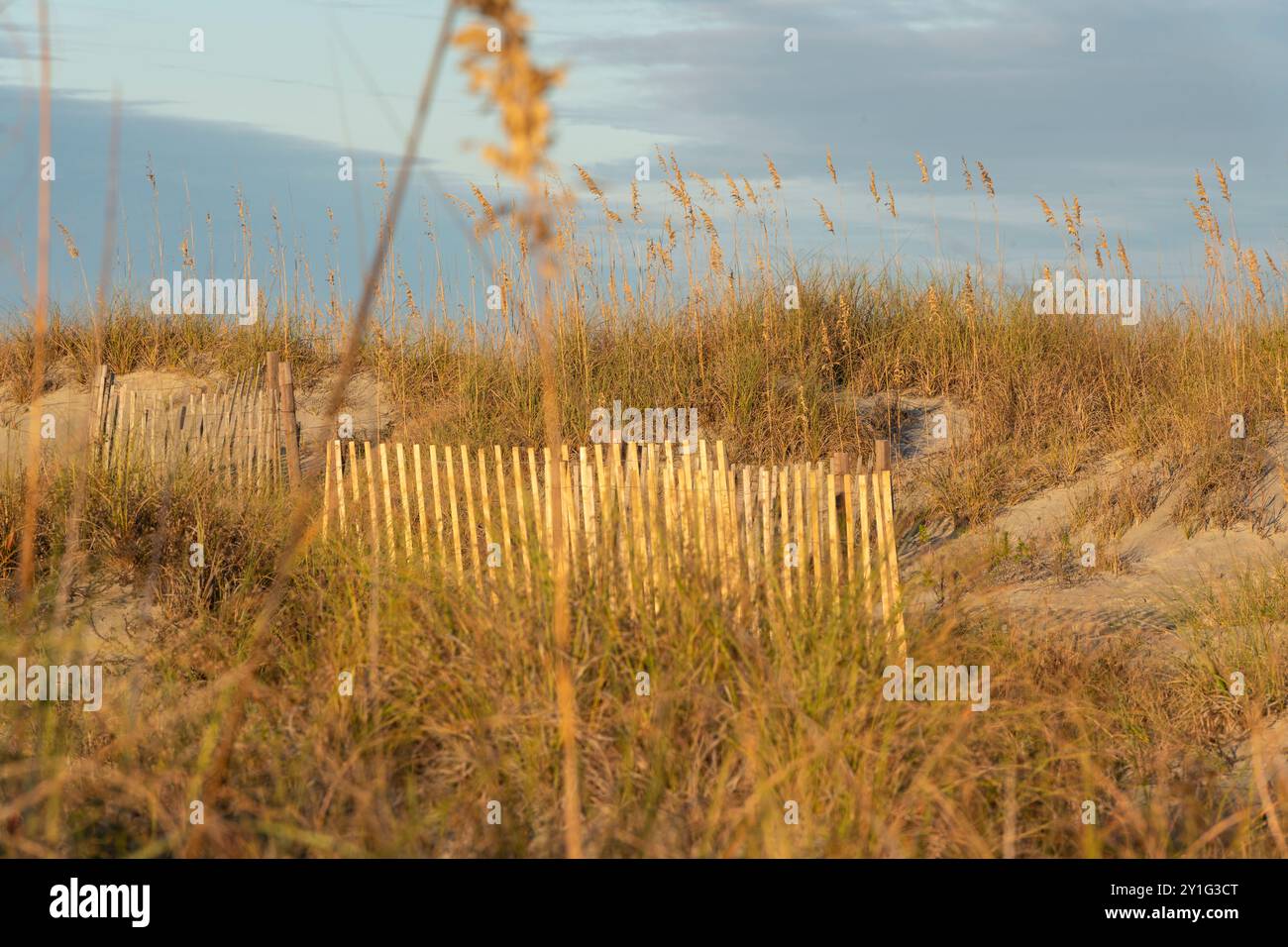 Beach fences setup for sand dune creation at the beach to preserve ...