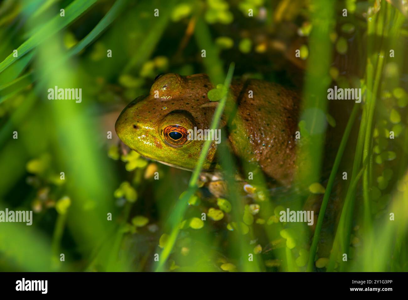 American Bull Frog (Lithobates catesbeianus) hiding among duckweed ...