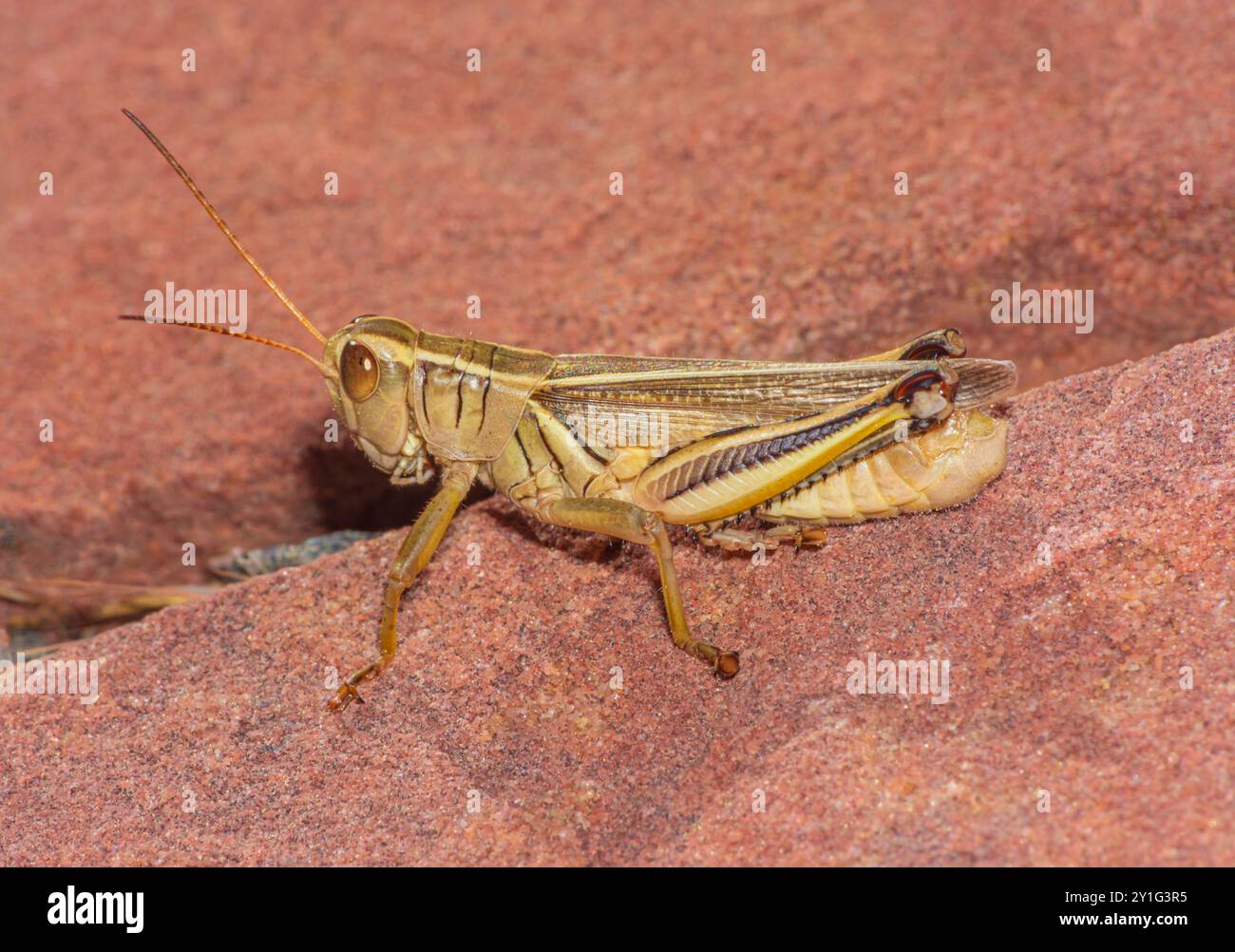 Two lined grasshopper hi-res stock photography and images - Alamy