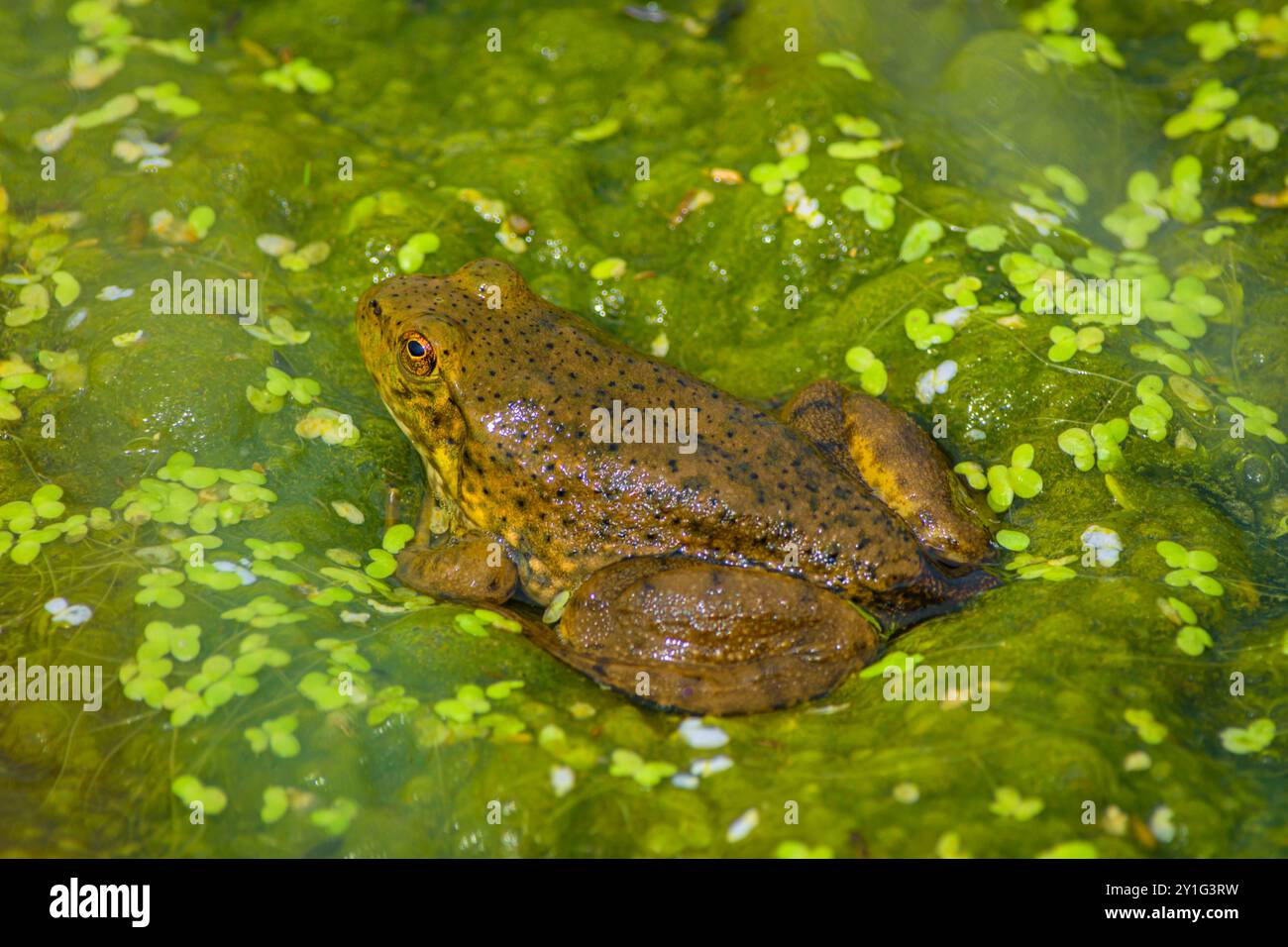 American Bull Frog (Lithobates catesbeianus) sitting in duckweed ...