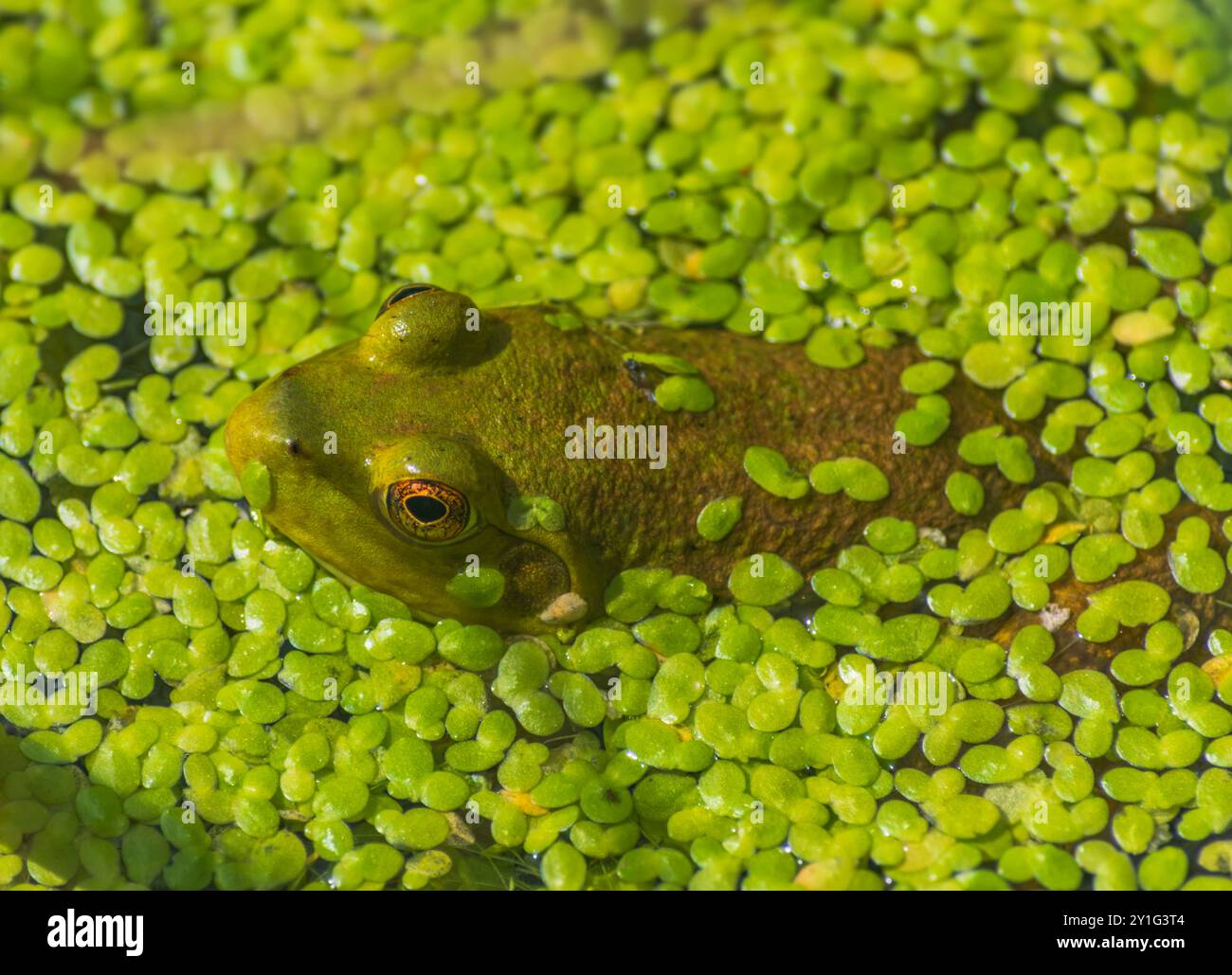 Herptiles of the us hi-res stock photography and images - Alamy