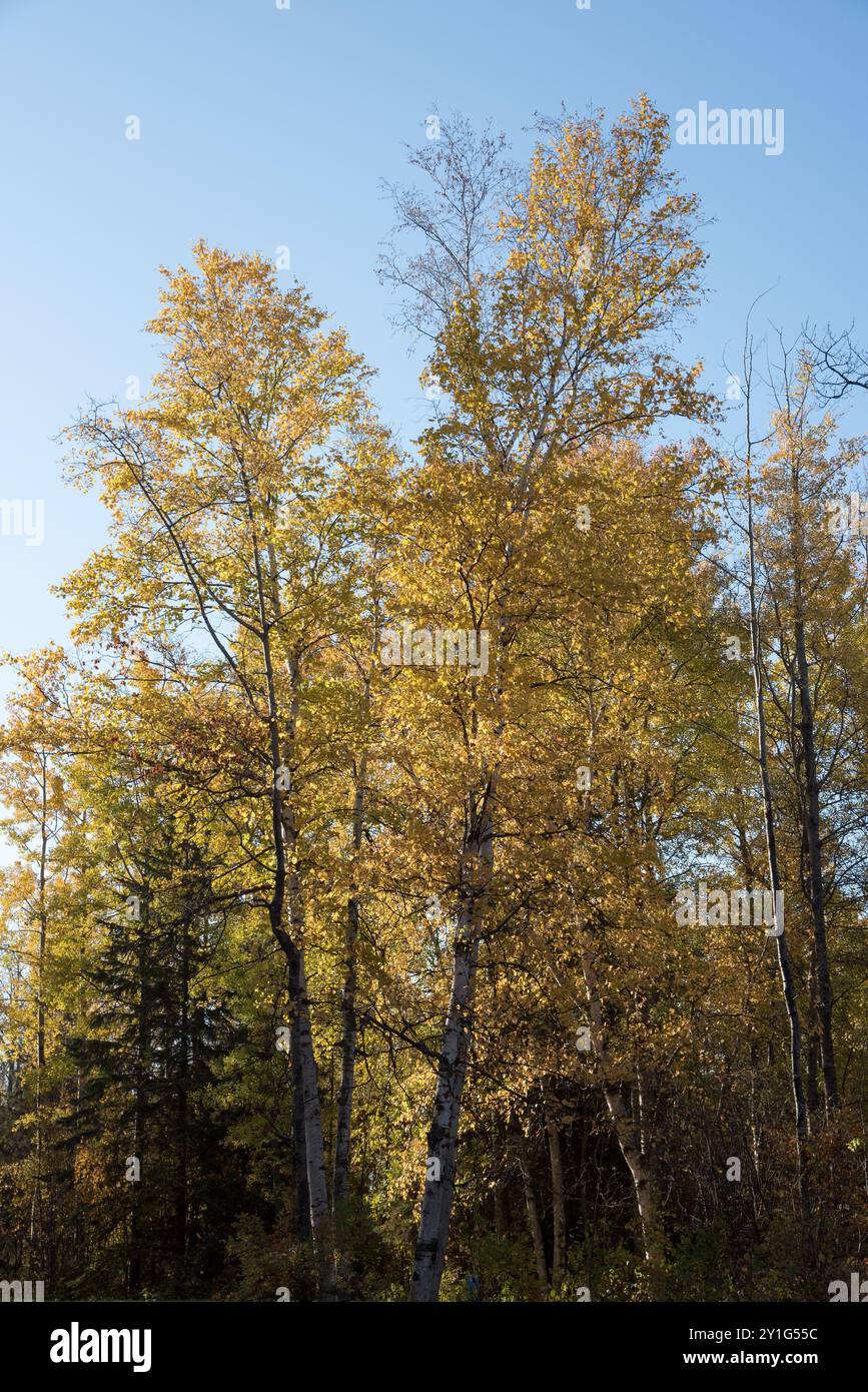 Indian summer in Marten campground in Lesser Slave Lake Provincial Park ...