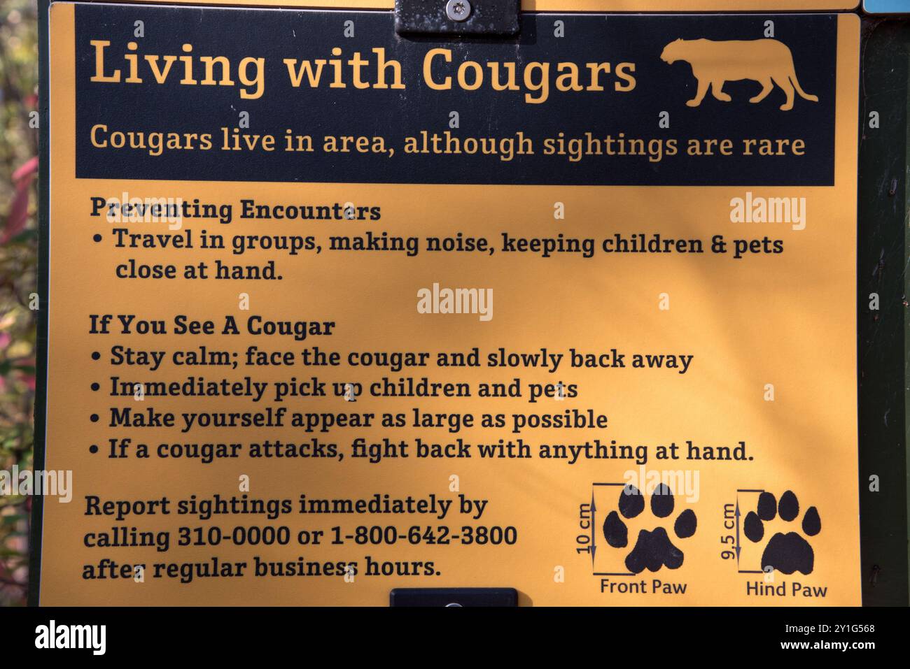 Cougars are a common danger at Lesser Slave Lake Provincial Park in ...