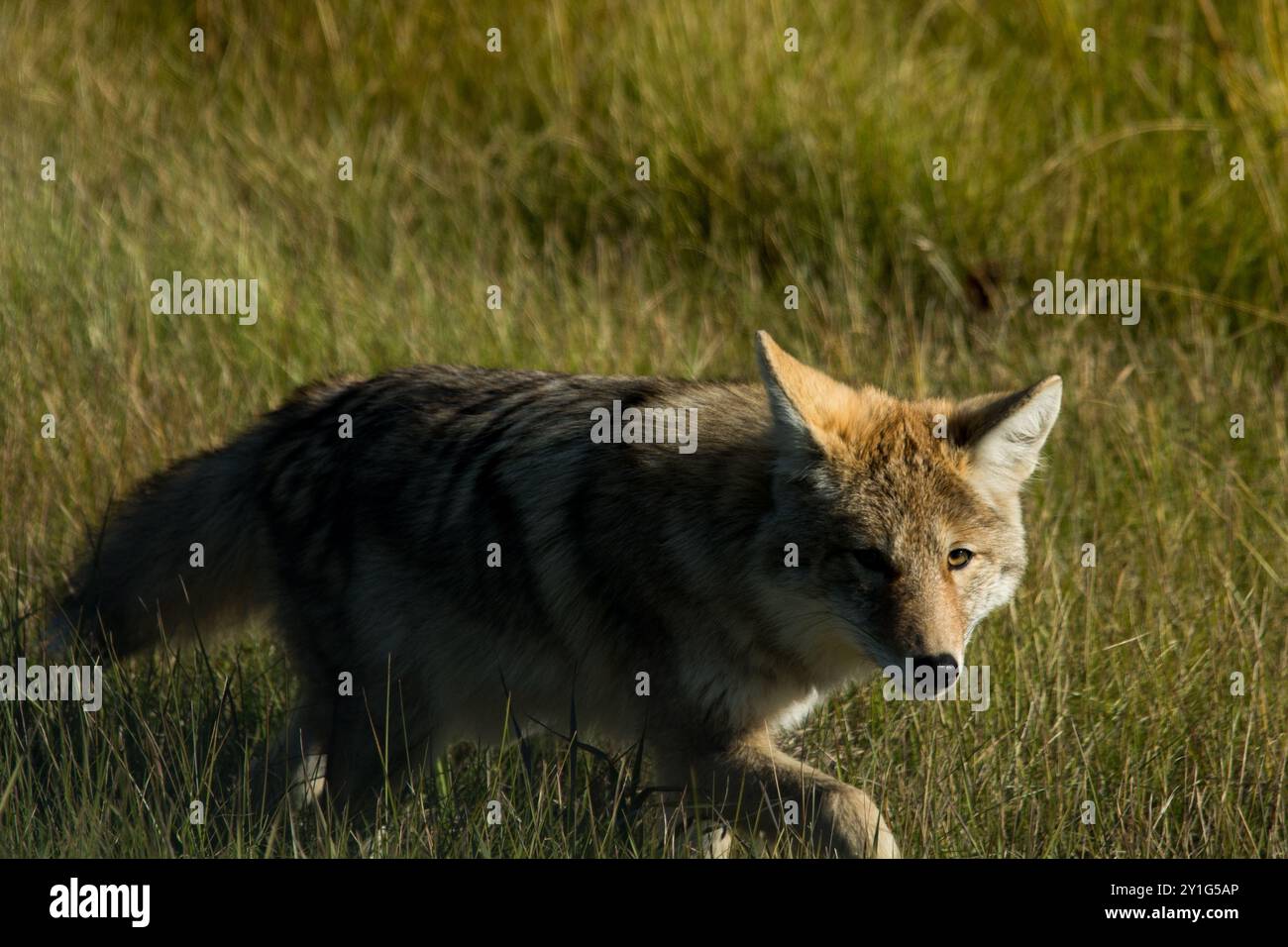 Coyote along Bicentennial Highway 88 in the north of Canada's province ...