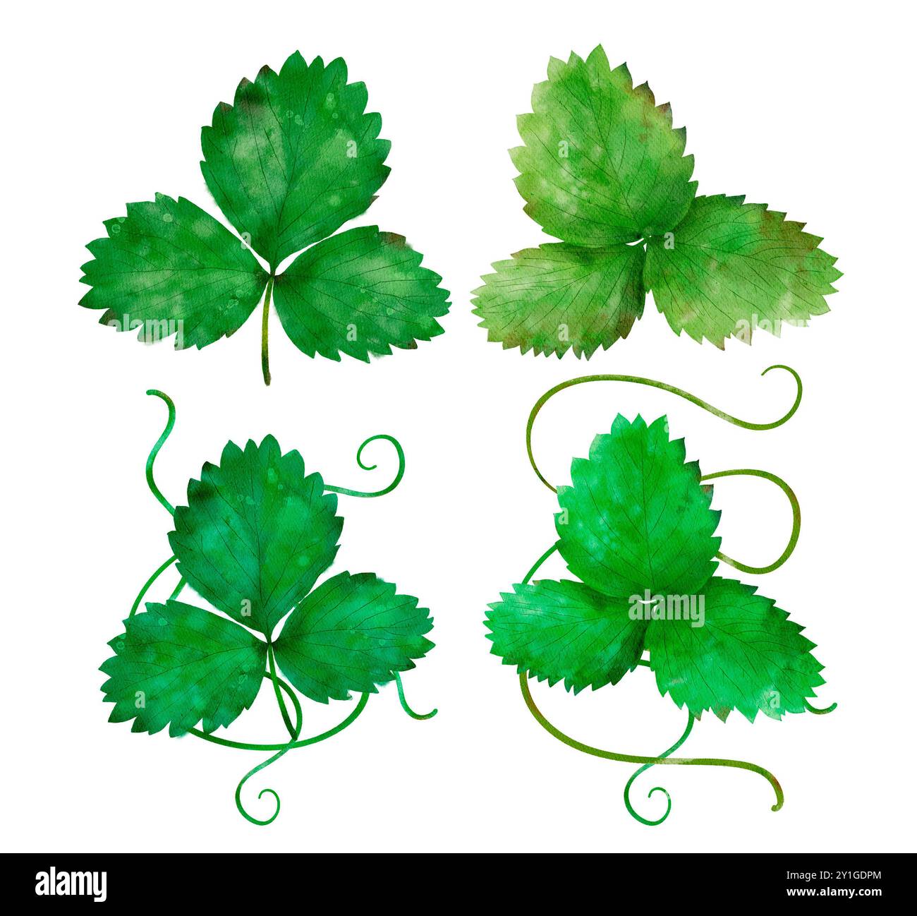 Watercolor illustration of four green clover leaves intertwined with ...