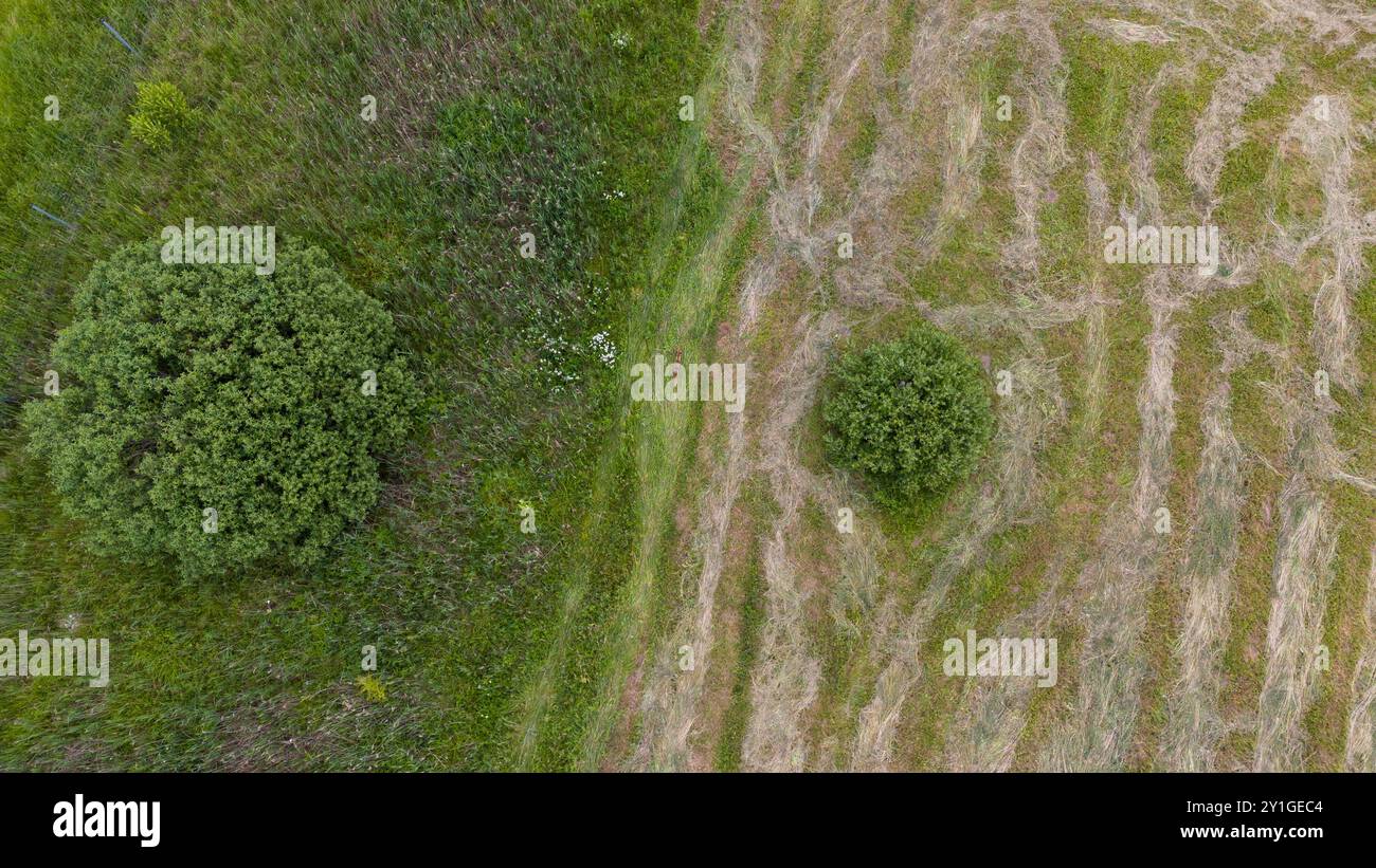 Aerial view of a freshly mowed grassy field with distinct striped ...