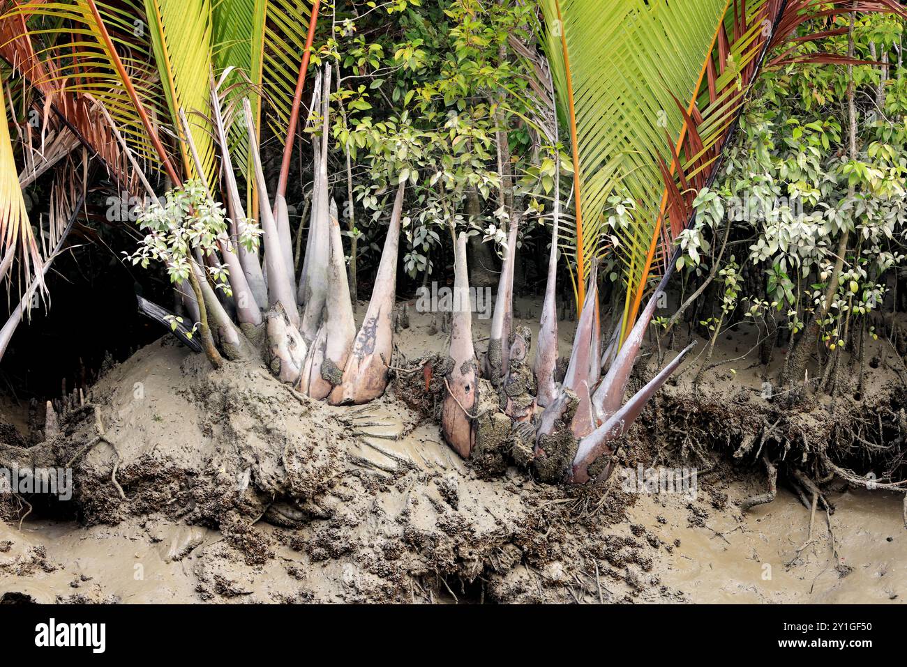 The root of the Nipa Palm (nypa fruticans) tree. this photo was taken ...