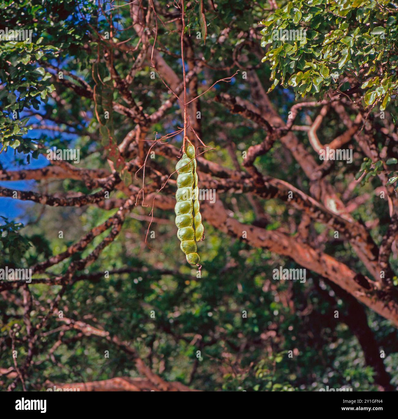 Giant Pea Pod, Pisum sativum, Daintree Rain Forest, Australia Stock ...