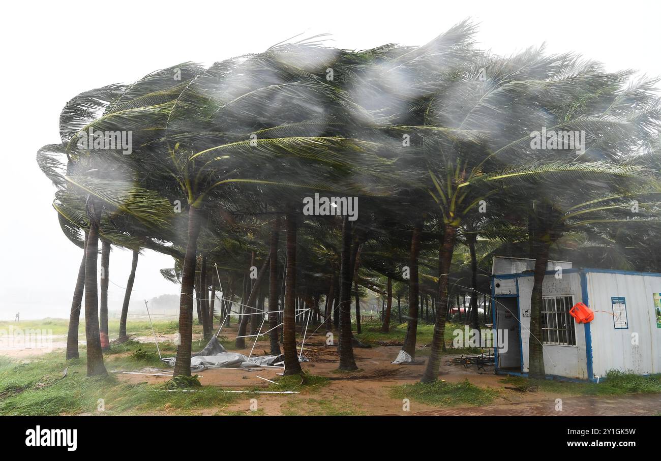 Beijing, China's Hainan Province. 6th Sep, 2024. Coconut trees struggle ...