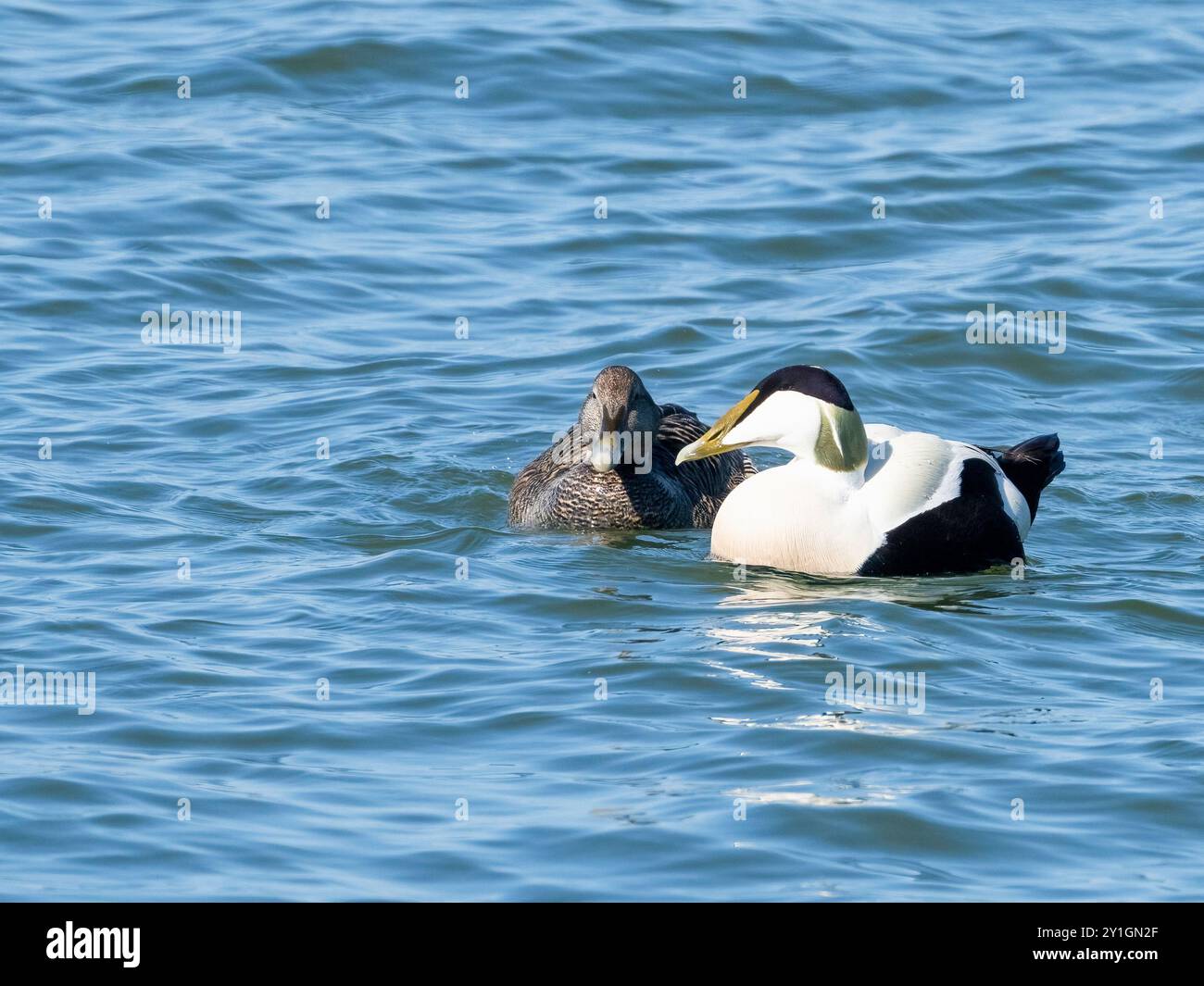 Male female common eider somateria hi-res stock photography and images ...