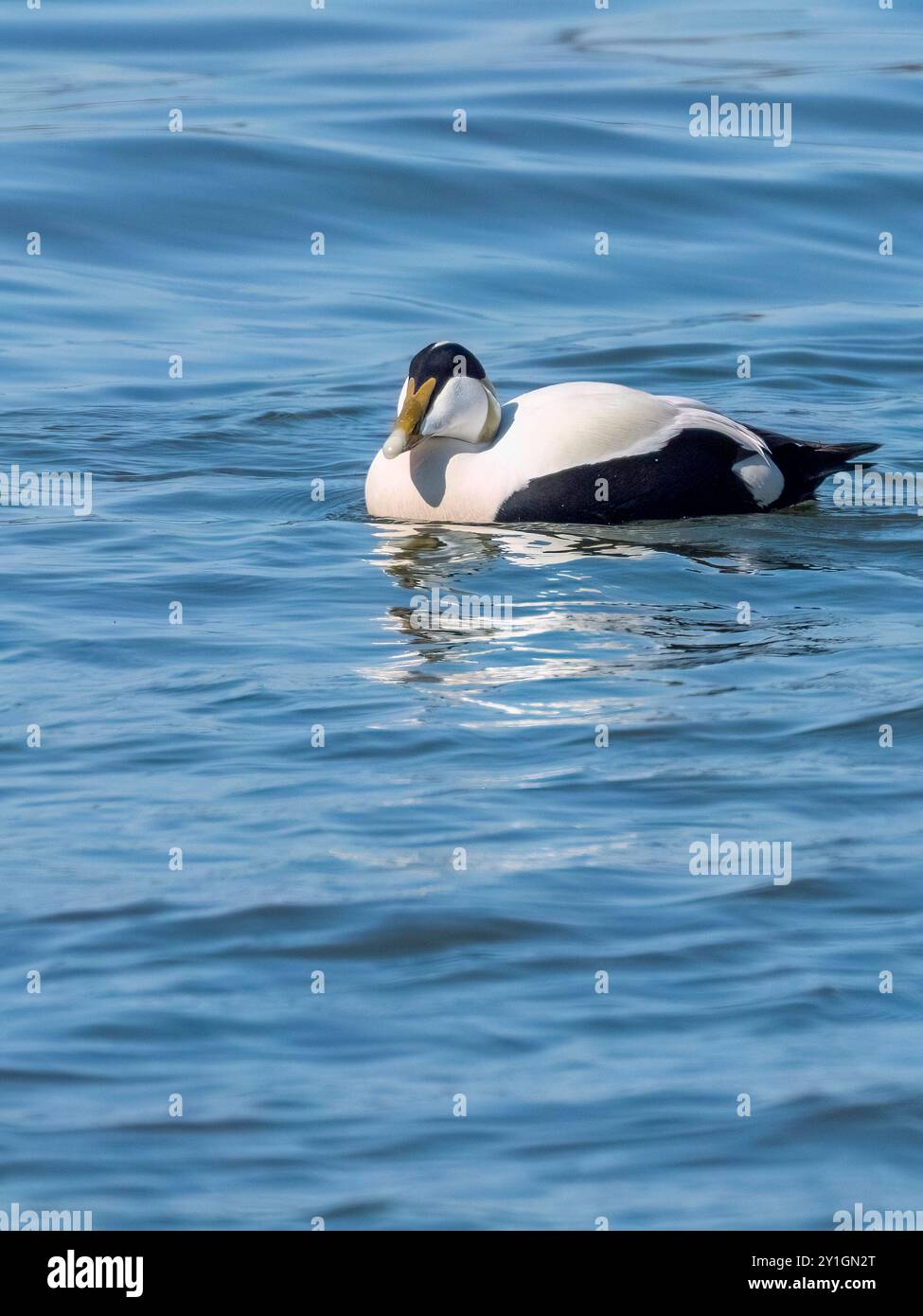 Eider duck habitat hi-res stock photography and images - Alamy