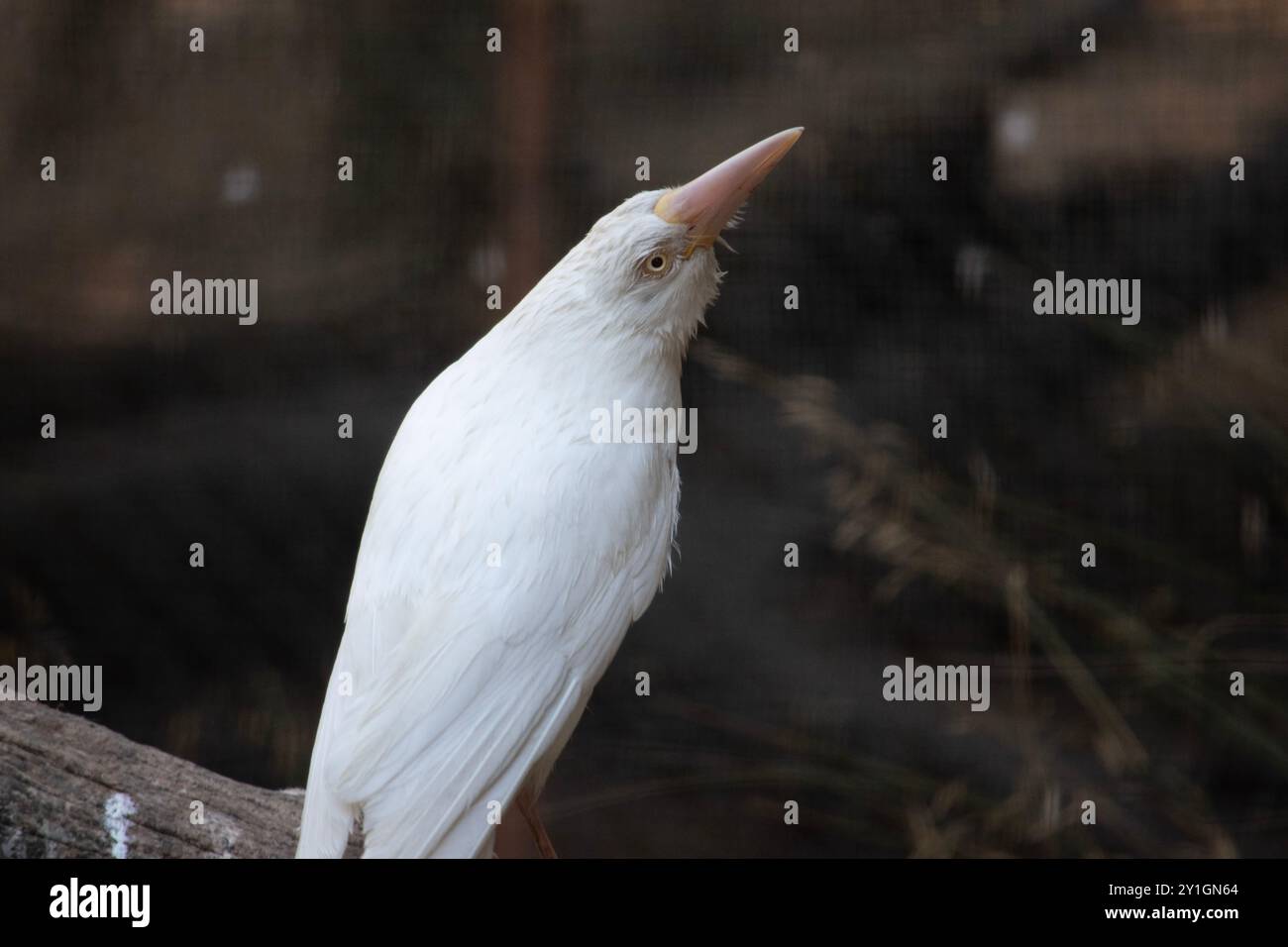 the albino raven has a pink beak and white feathers Stock Photo - Alamy