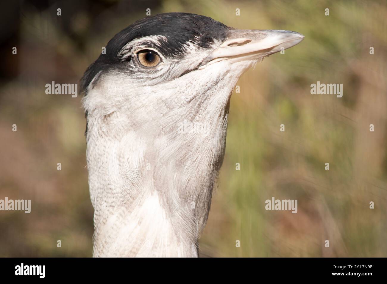 Long neck birds hi-res stock photography and images - Alamy