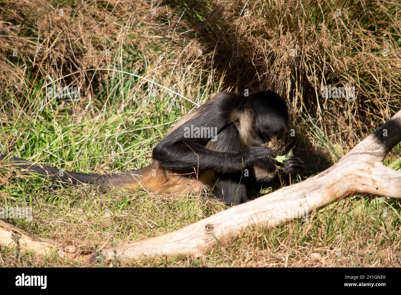 The black-handed spider monkey has lack or brown fur with hook-like ...