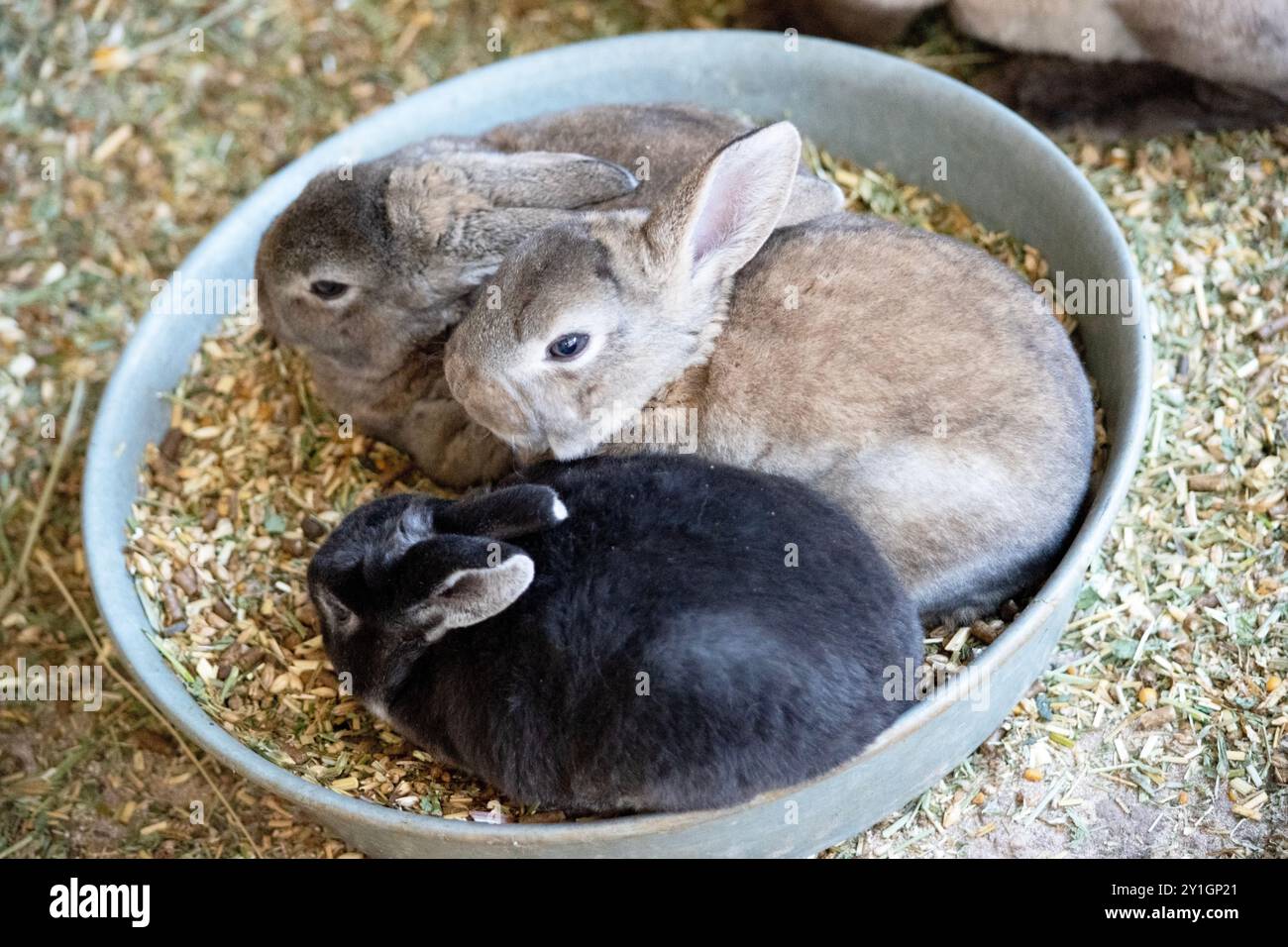 Rabbits or bunnies are small, furry mammals with long ears, short ...