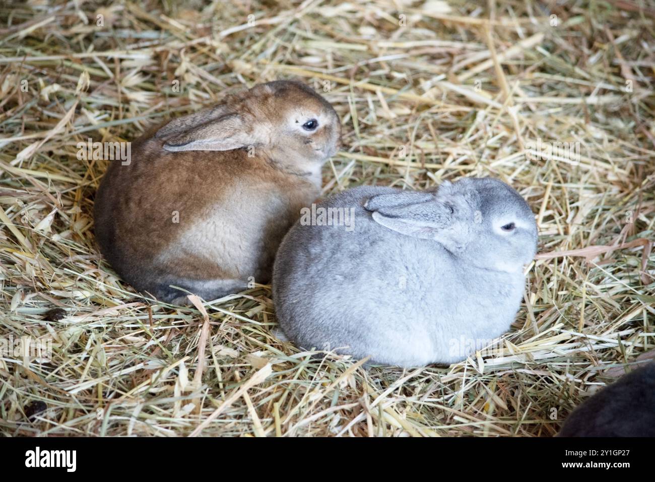Rabbits or bunnies are small, furry mammals with long ears, short ...